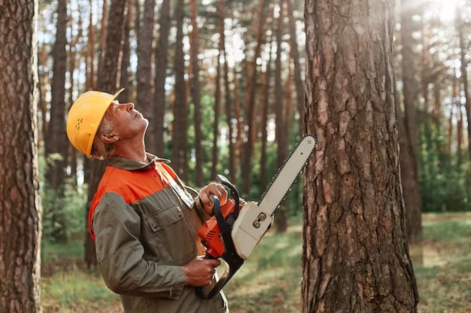 Tree Surgeon Can Transform the Health of Your Trees